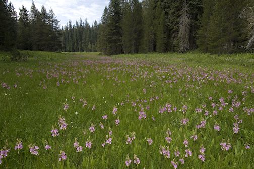 Wolverton Basin (2230 - 2700 m elevation) | Sierra Critical Zone ...