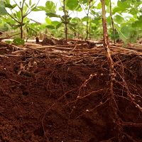 National Critical Zone Observatory