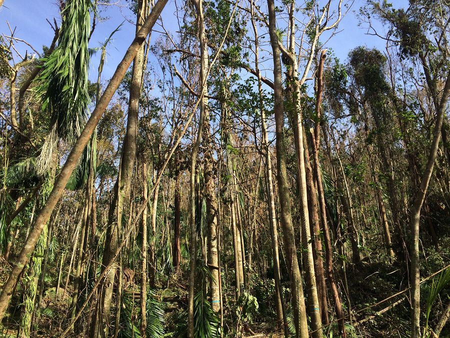 Hurricane Maria damages Luquillo CZO | National Critical Zone Observatory
